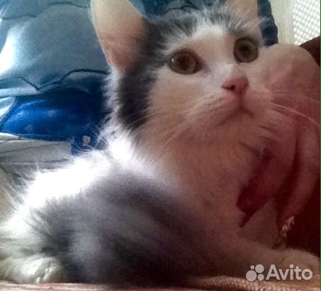 Котейкииии