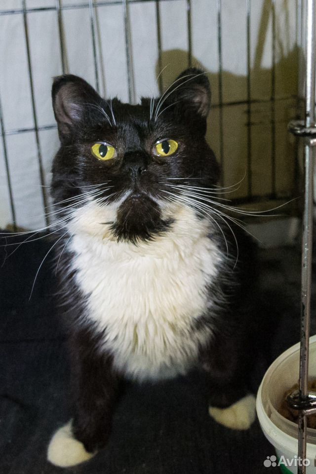 Полуперсик Мика, ласковая, контактная кошка