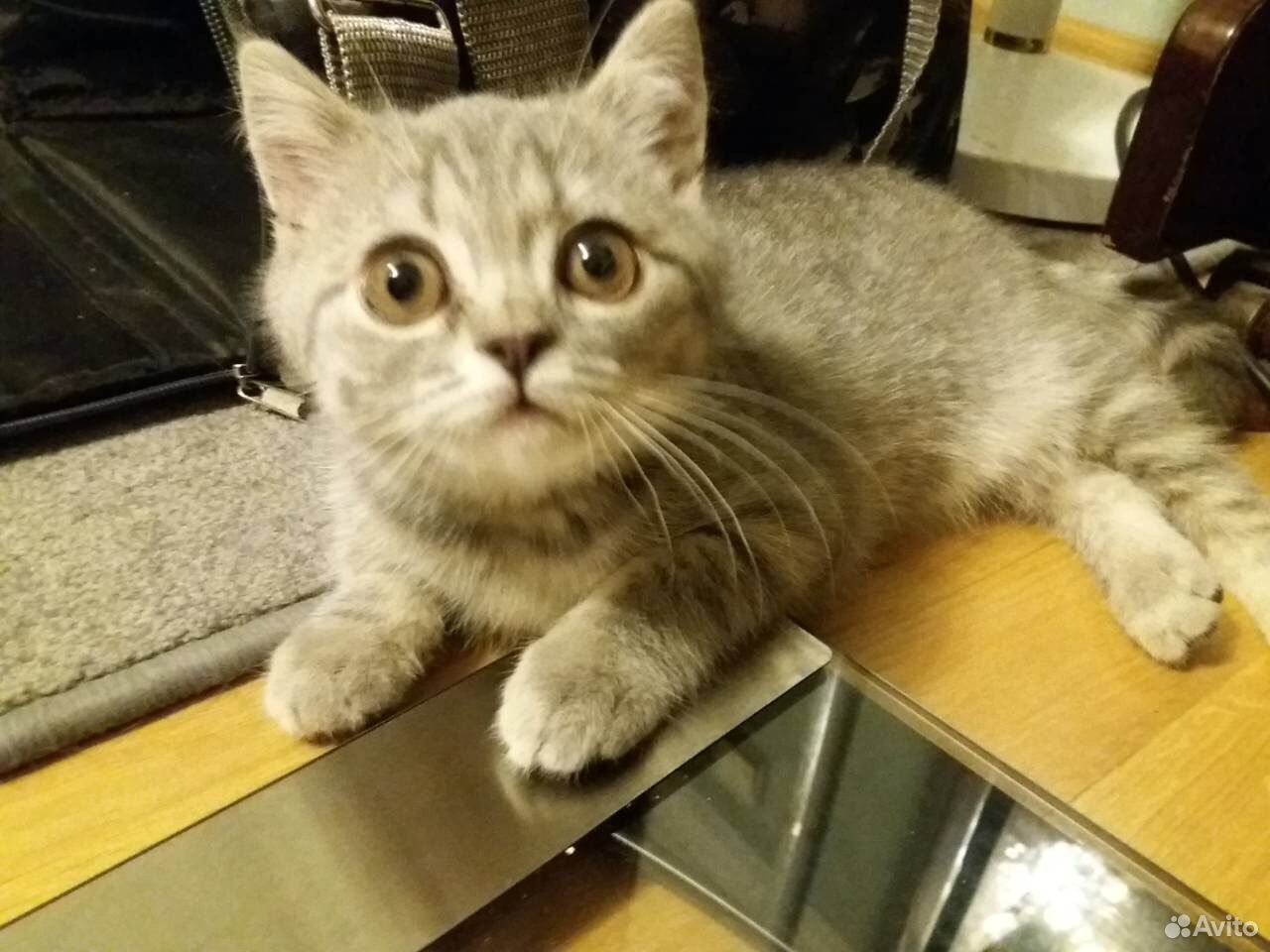Шотландская кошечка- Котенок