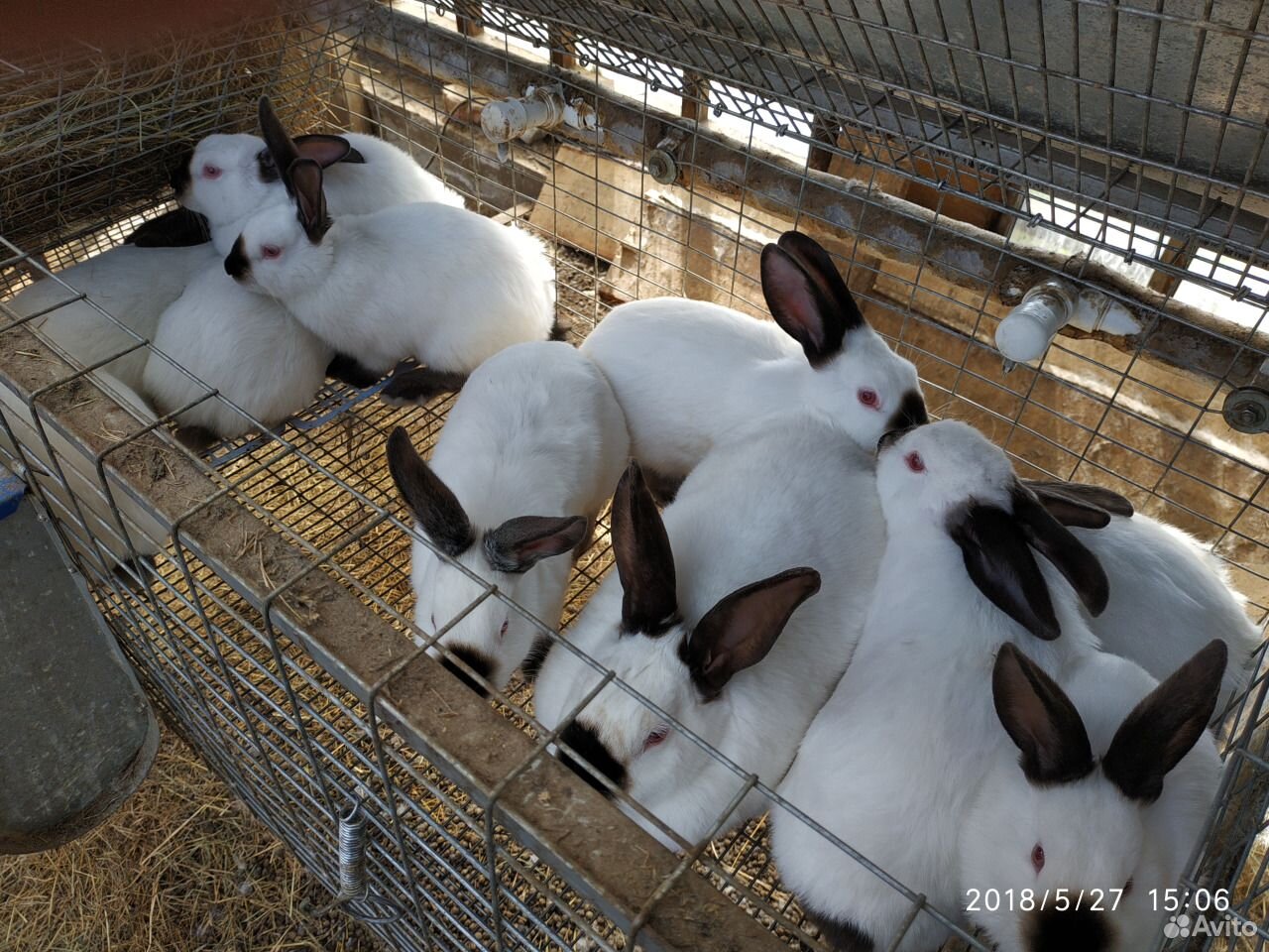 Чистопородные кролики