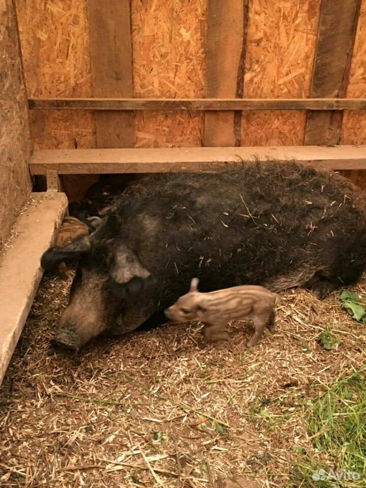 Поросята венгерской мангалицы