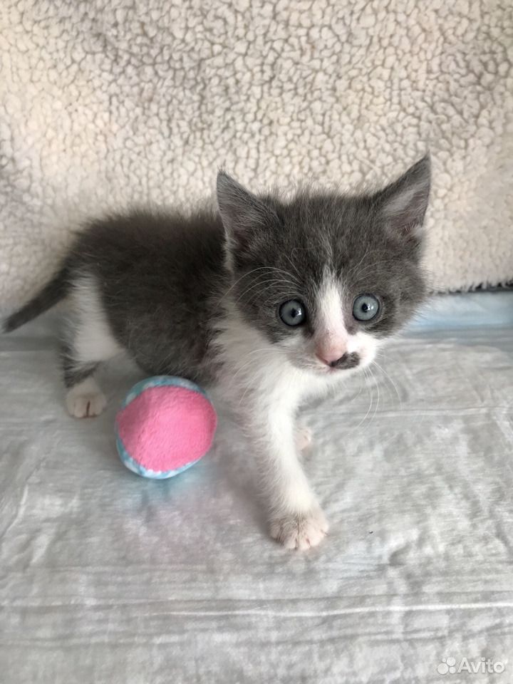 Котенок в дар, 1,5 мес