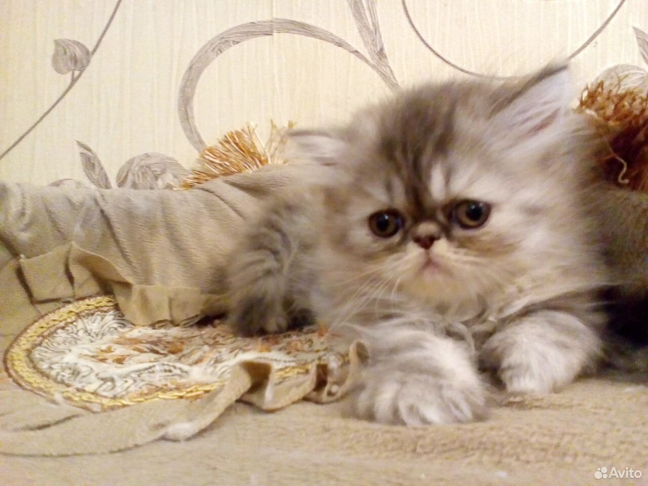 Персидские котята