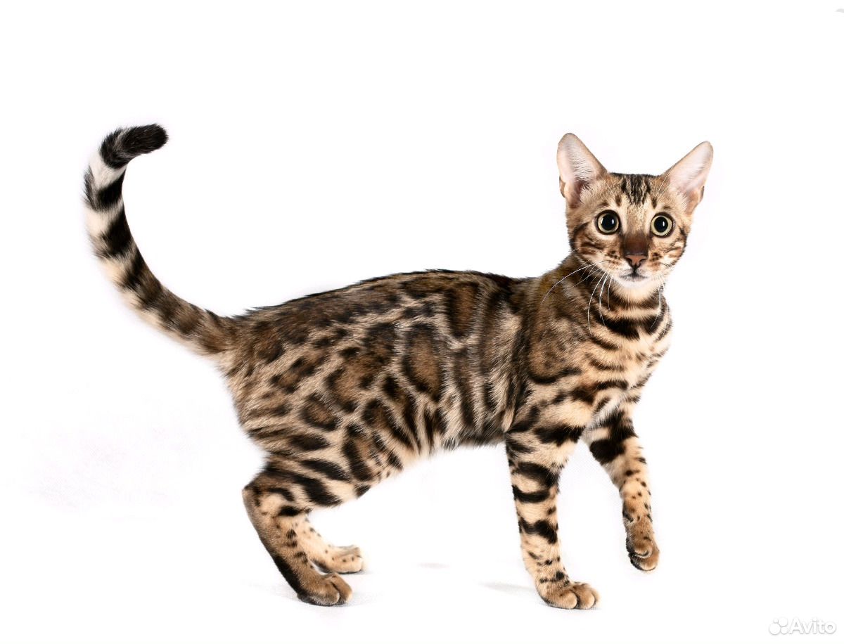 Бенгальская кошка
