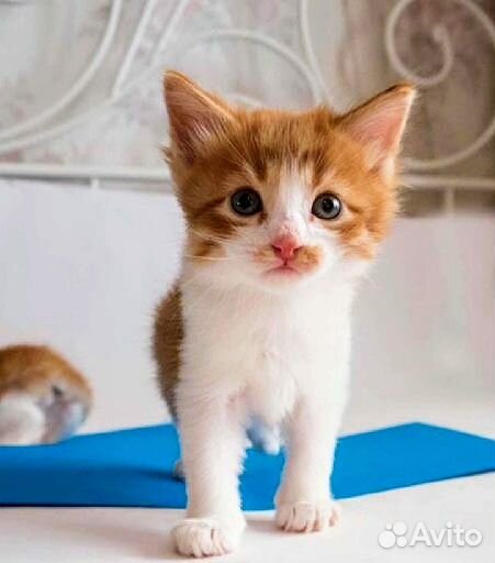 Самый ласковый котёнок рыжий с белым мальчик