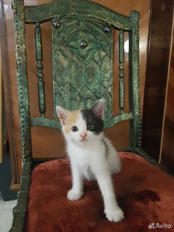 Домашний трехцветный котенок