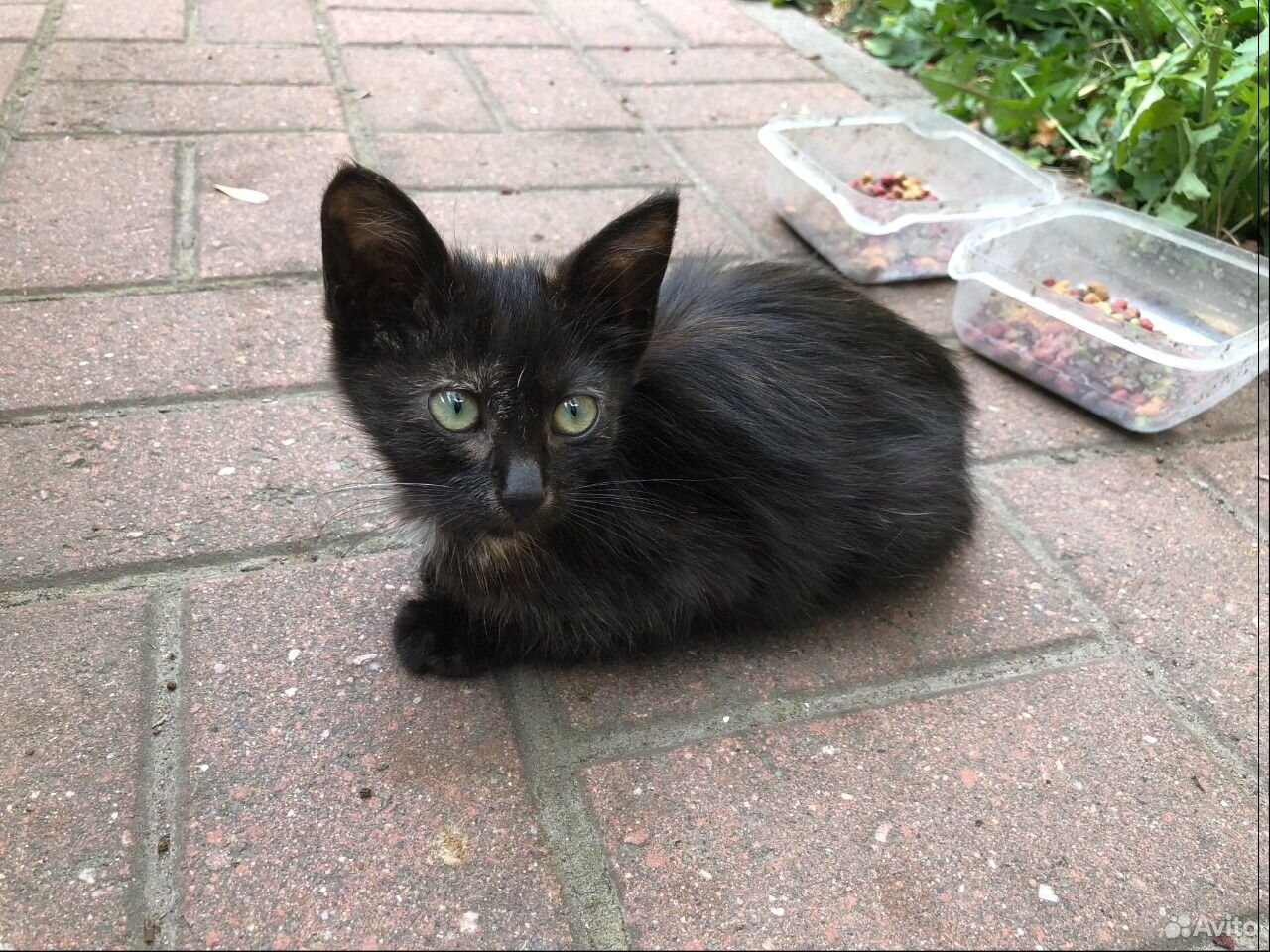 Котята 2 месяца