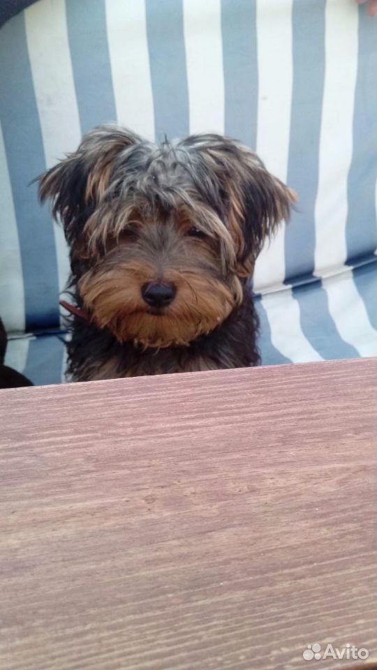 Продам славного малыша