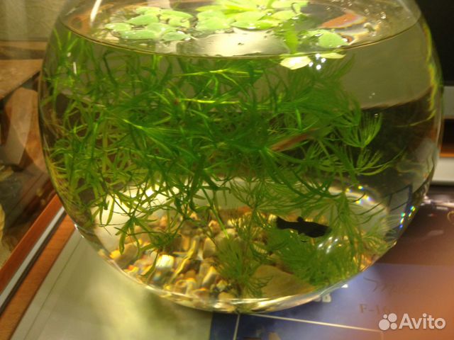 Предлагаю круглый аквариум