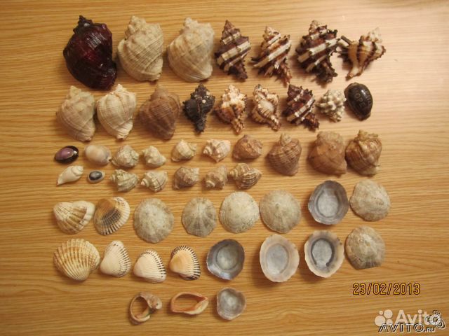 Морские раковины для аквариума и интеьера