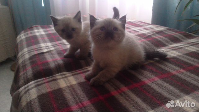 Котята