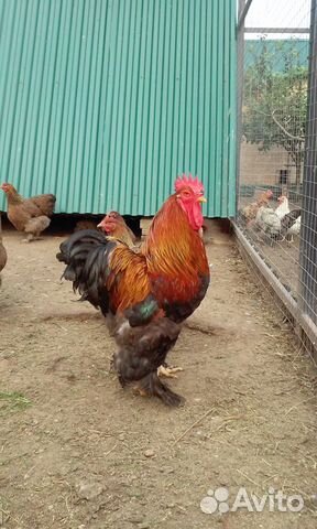 Кохинхины,малины, брессы,билефельдеры