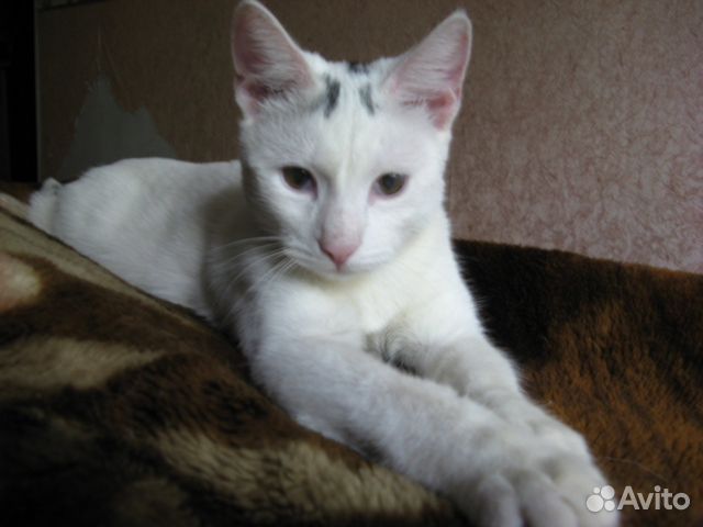 Ласкуша Бьянка,метиска Турецкого Вана,1годик в дар