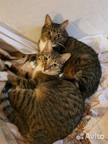 Шпротики девочки стерилизованны в дар