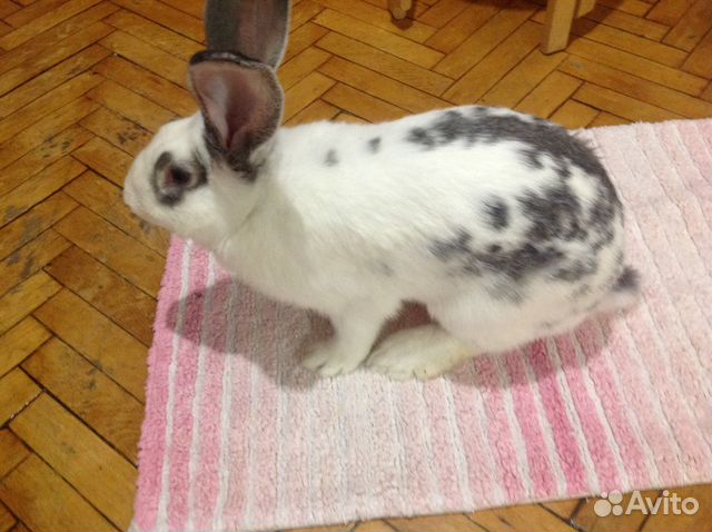 Самец кролика мясной породы ждёт в гости самку