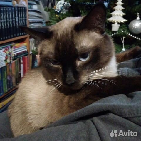 Отдам котика в добрые руки