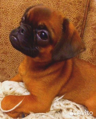 Пти брабансоны