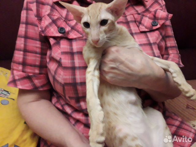 Персик-прекрасный орик для дома