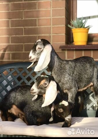 Англо-нубийские козлята