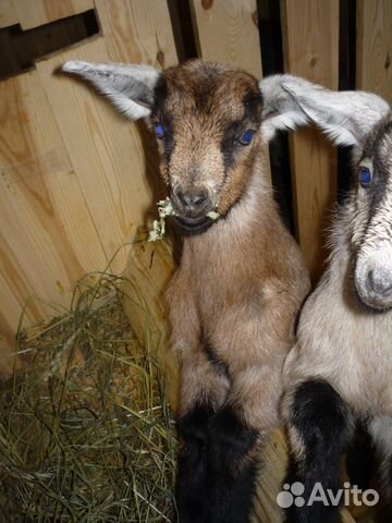 Продается козлик чех