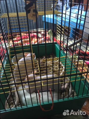 Крысы сфинксы и дамбо сиамского окраса