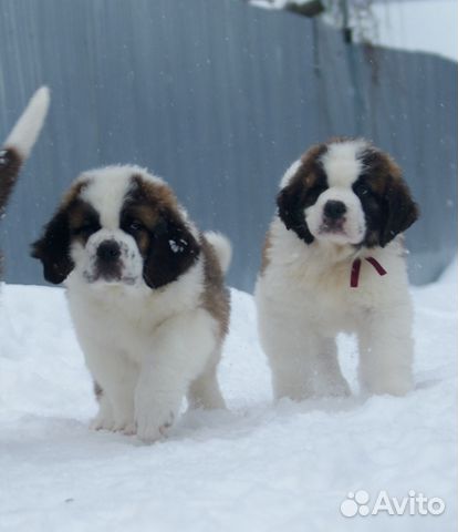 Щенки сенбернара