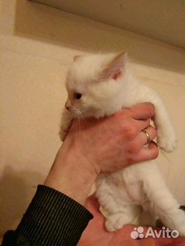 Котятки