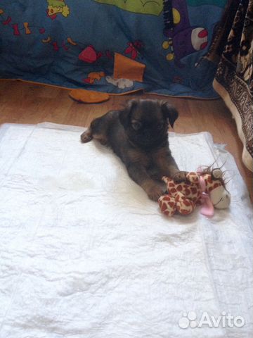 Мальчик грифончик