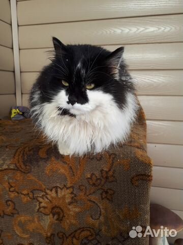 Крупный, умный, добрый кот (около 2 лет)