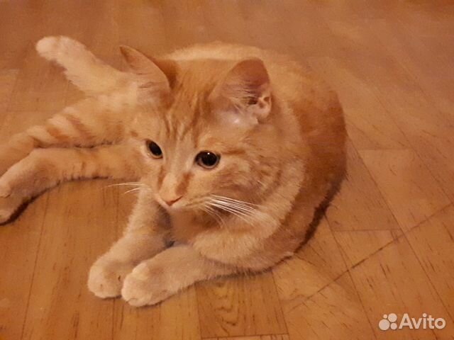 Обворожительный рыжий котик Персик ищет дом