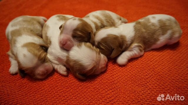 Кавалер кинг чарльз спаниель - щенки