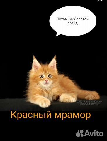 Милашки мейнкуняшки