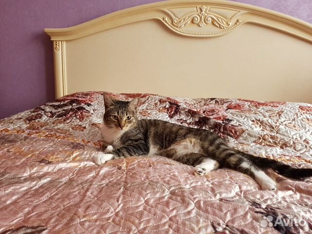 Прекрасный ласковый котик