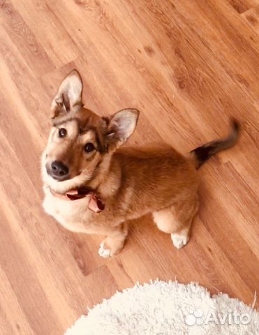 Щенок в дар