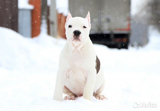 Мальчик тяжелого типа 2,5 мес