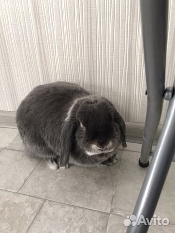 Декоративный кролик с клеткой и аксессуарами костр