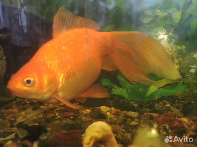 Золотая рыбка и сом присоска