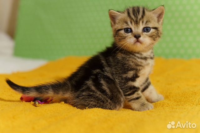 Плюшевый мраморный малыш