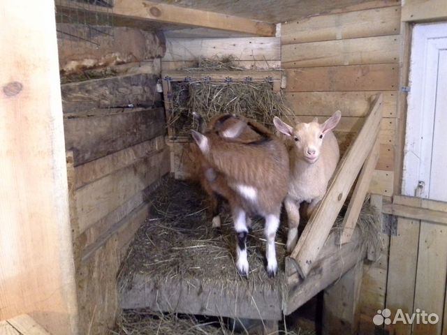 Камерунский козлик