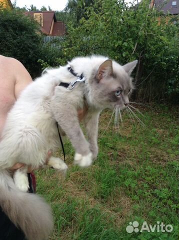 Кота блю- поинт отдам