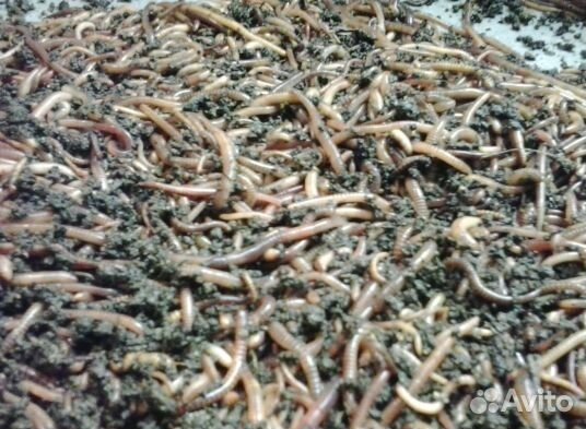 Червь дендробена венета оптом
