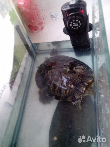 Черепаха с аквариумом,обогревателем и кормом