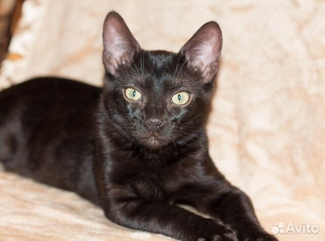 Черный бенгал - чистокровный, клубный