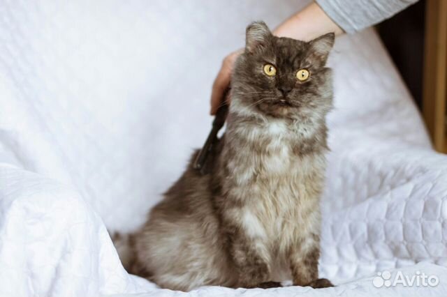 Кот Петрович ищет новый особняк