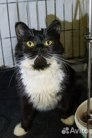 Полуперсик Мика, ласковая, контактная кошка