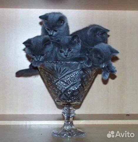 Британские вислоухие и прямоухие котята