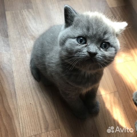 Плюшевый котёнок британец