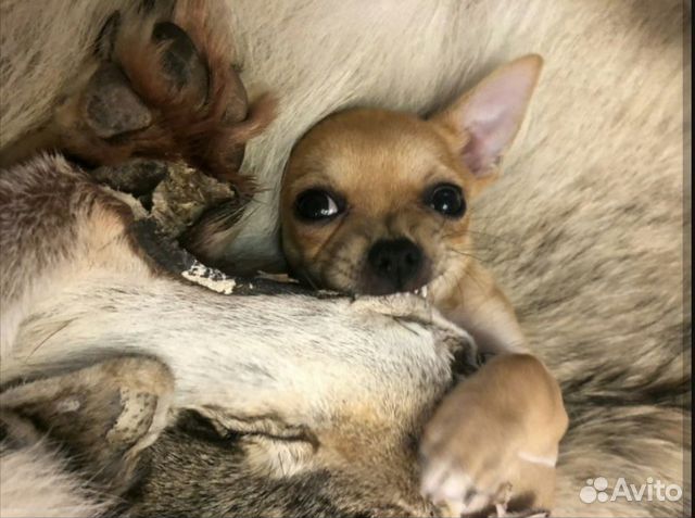 Сестрички и братишка