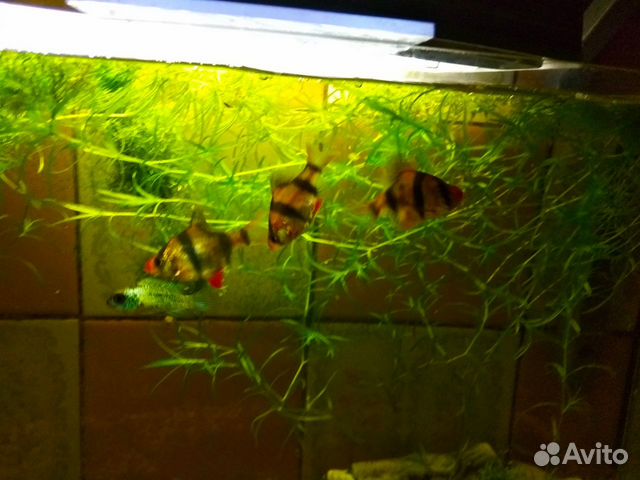 Барбусы и неон электрик блю