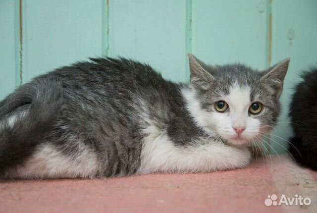 Котенок, дев., 4,5 мес